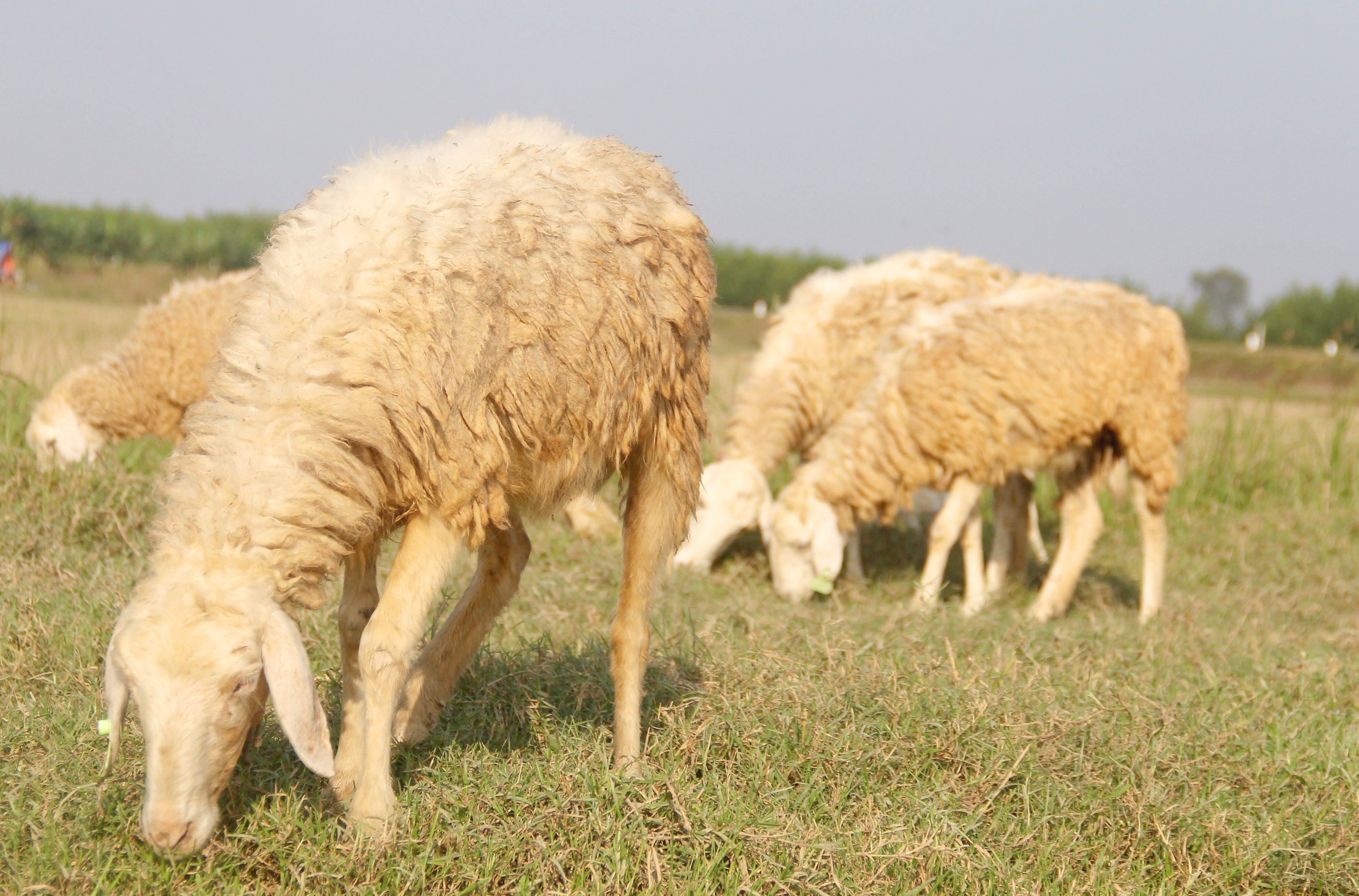 Lạ mắt với đàn cừu trên cánh đồng xứ Nghệ