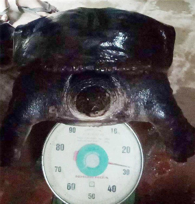 Bắt được 2 con ba ba "khủng", mỗi con nặng gần 30 kg