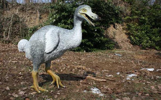 Loài chim đến cả khi chết rồi thì bộ xương cũng bán được với giá đắt ...