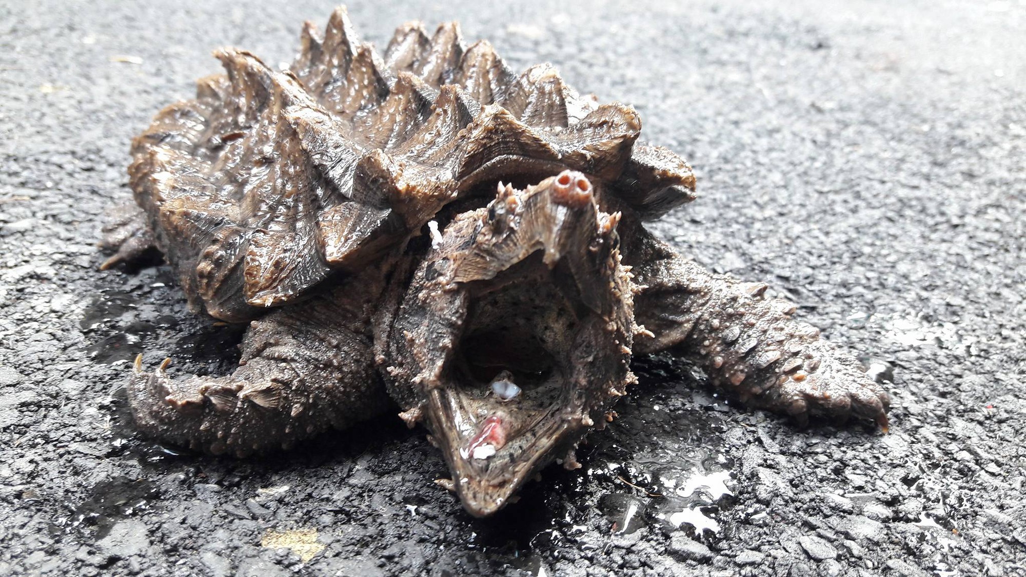 Không thể nghĩ được lại có những người bỏ ra hàng chục triệu để rước ...