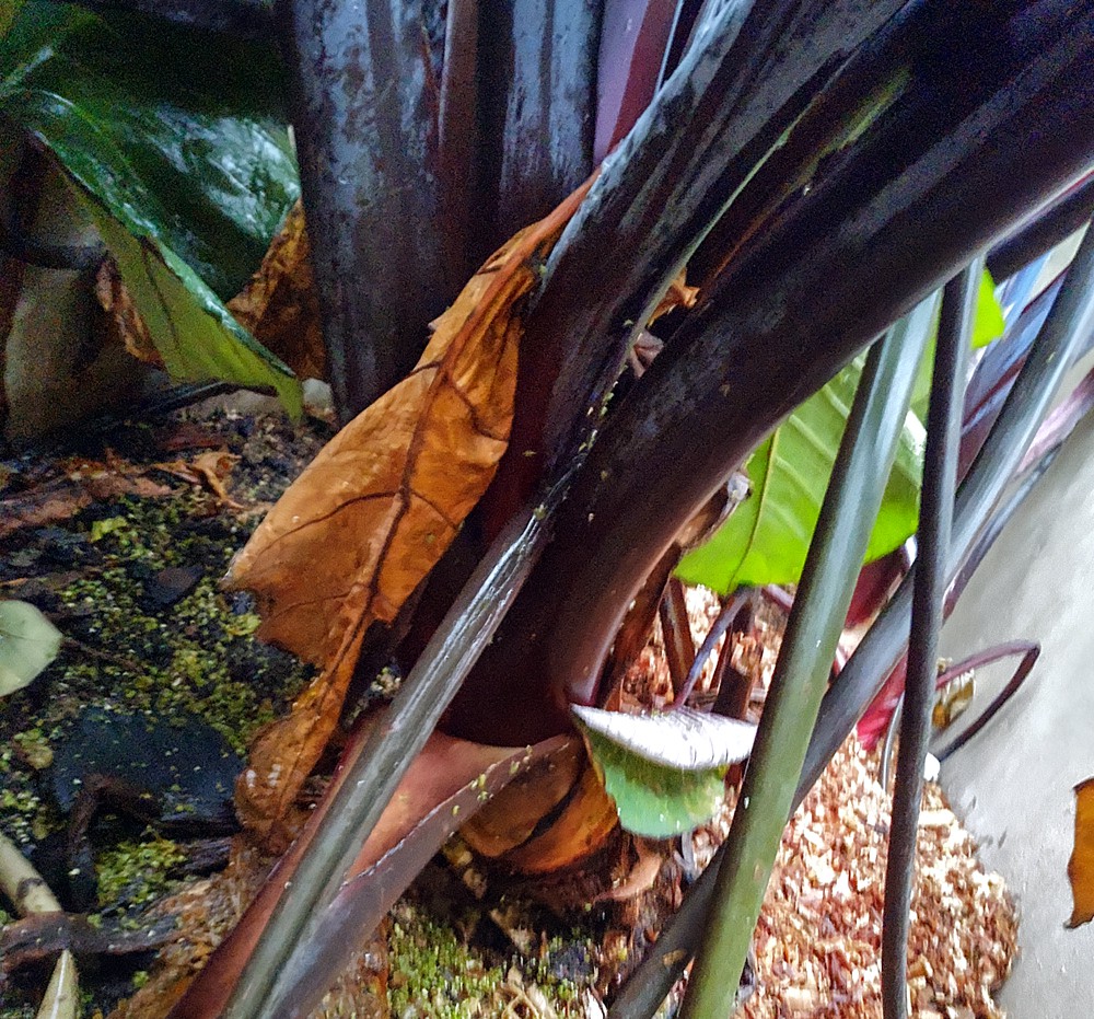 Cận cảnh khóm khoai môn “siêu khủng” nặng gần 1 tạ sau hơn 2 năm trồng