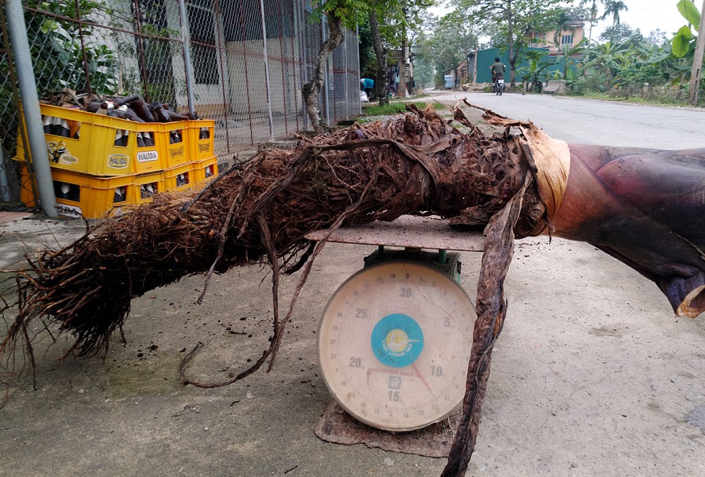 Cận cảnh khóm khoai môn “siêu khủng” nặng gần 1 tạ sau hơn 2 năm trồng