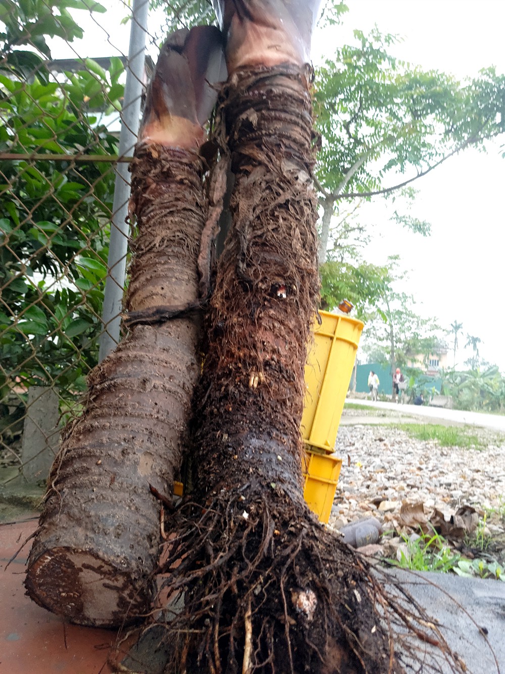 Cận cảnh khóm khoai môn “siêu khủng” nặng gần 1 tạ sau hơn 2 năm trồng