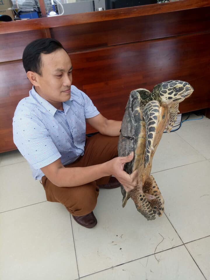 Tắm biển Đồ Sơn, du khách bắt được loại đồi mồi quý hiếm nặng 14,5kg