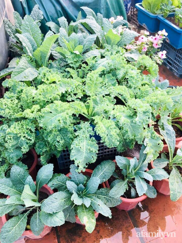 Cách trồng cải xoăn Kale tốt tươi ngập tràn sân thượng của nữ bác sĩ ở ...
