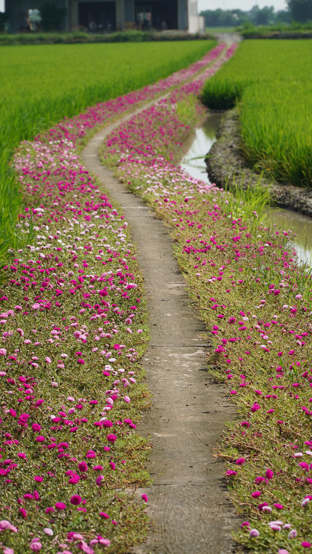 Cho không gian sống thêm đẹp với Hình ảnh con đường hoa đẹp và những ...