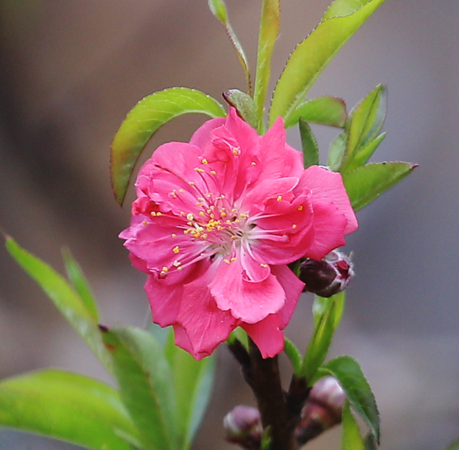 Đầu năm Tân Sửu ngắm hoa đào đẹp độc nhất vô nhị, rước tài lộc về gia đình