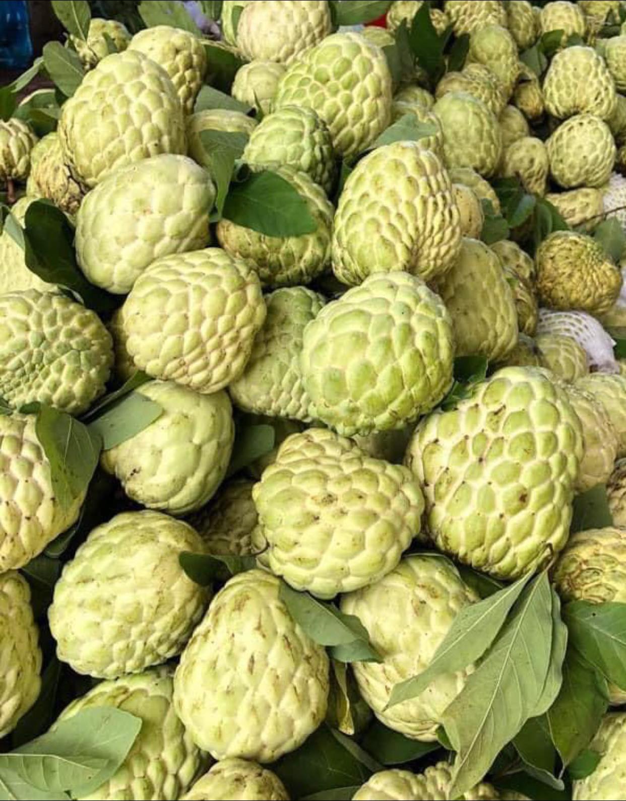 Quả na nặng 1kg "cháy hàng" vì ăn ngọt sắc, giá rẻ, mẫu mã đẹp