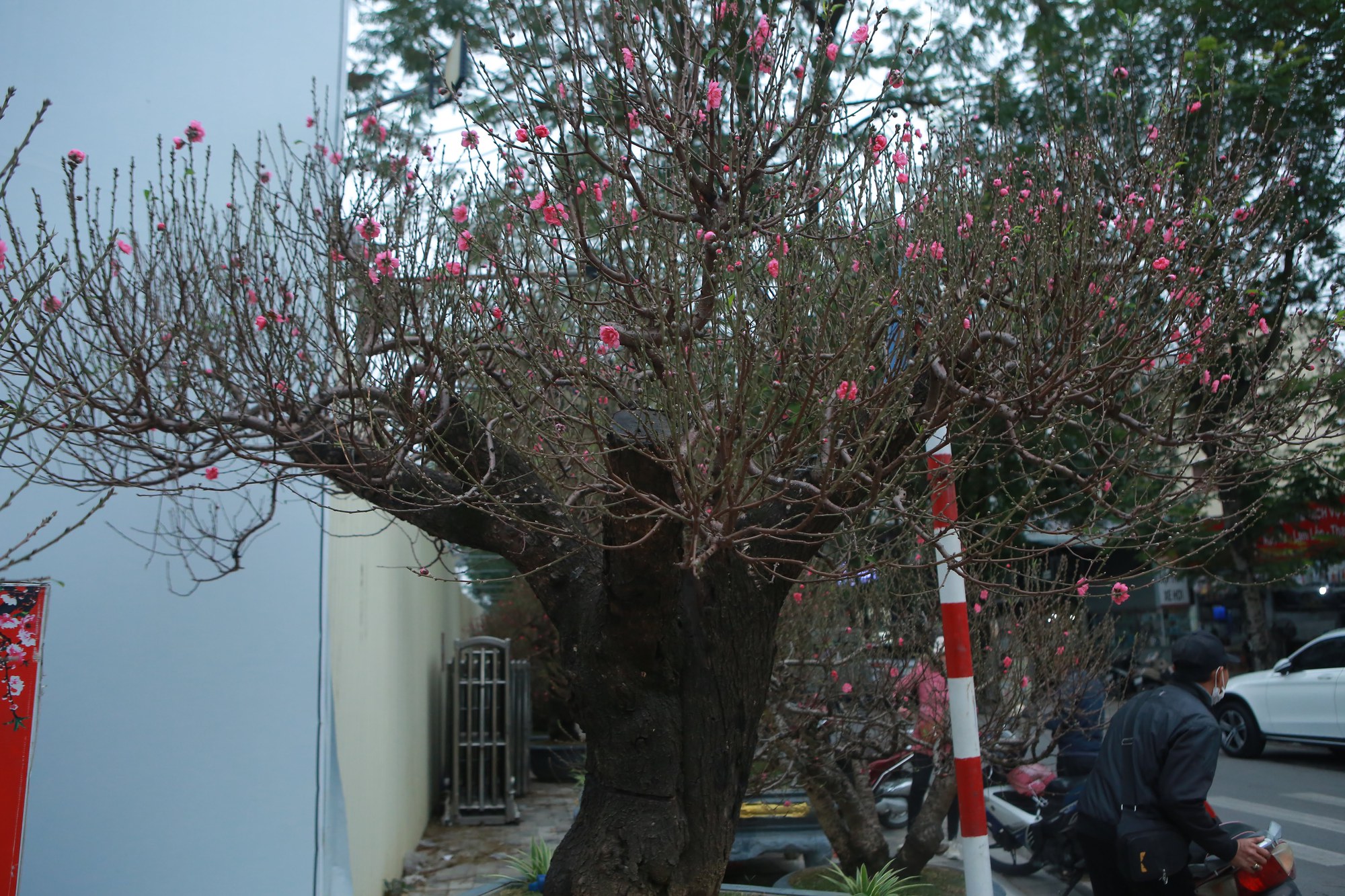 Đào rừng 'khủng', giá bán hơn 100 triệu đồng/chậu đồng loạt 'xuống phố ...