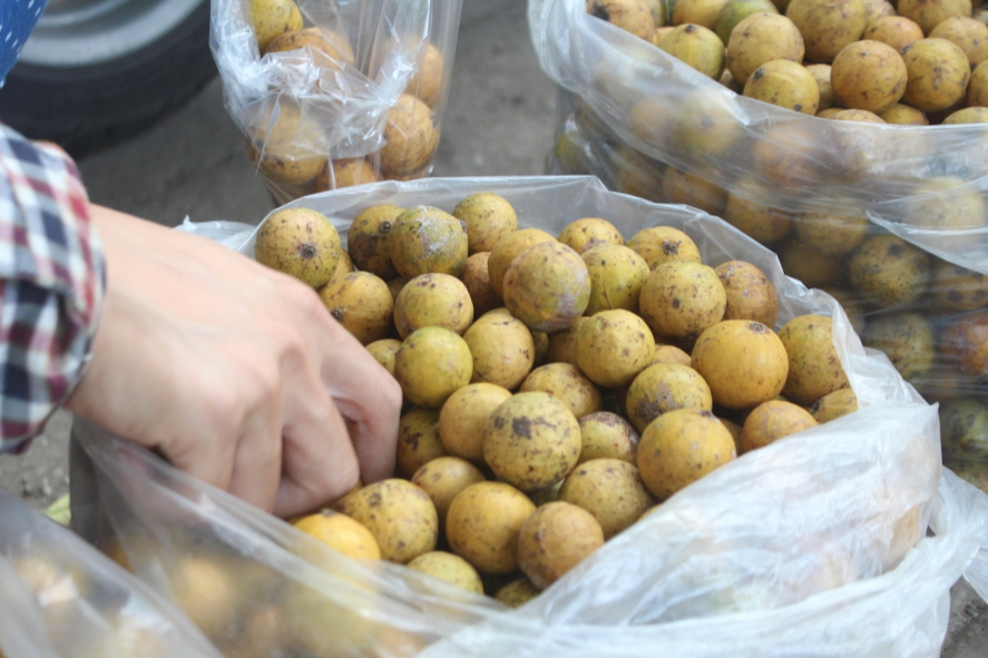 Sấu chín cuối vụ đắt gấp 3 lần vẫn được nhiều người săn lùng