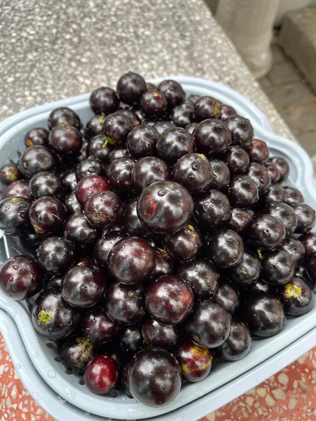 Lạ đời loại nho mọc chi chít dọc thân cây, nhiều người tò mò muốn đặt ...