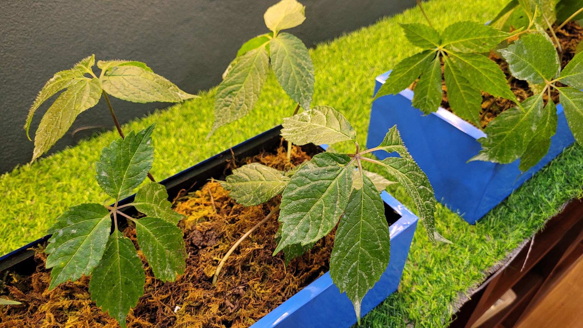 Chủ tịch UBND huyện Tu Mơ Rông chỉ 'mẹo' nhận diện đúng sâm Ngọc Linh ...