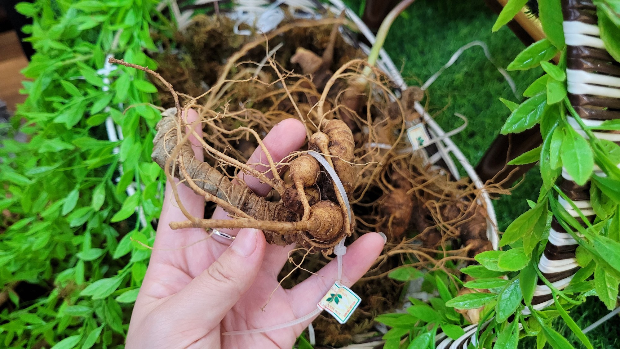 Chủ tịch UBND huyện Tu Mơ Rông chỉ 'mẹo' nhận diện đúng sâm Ngọc Linh ...