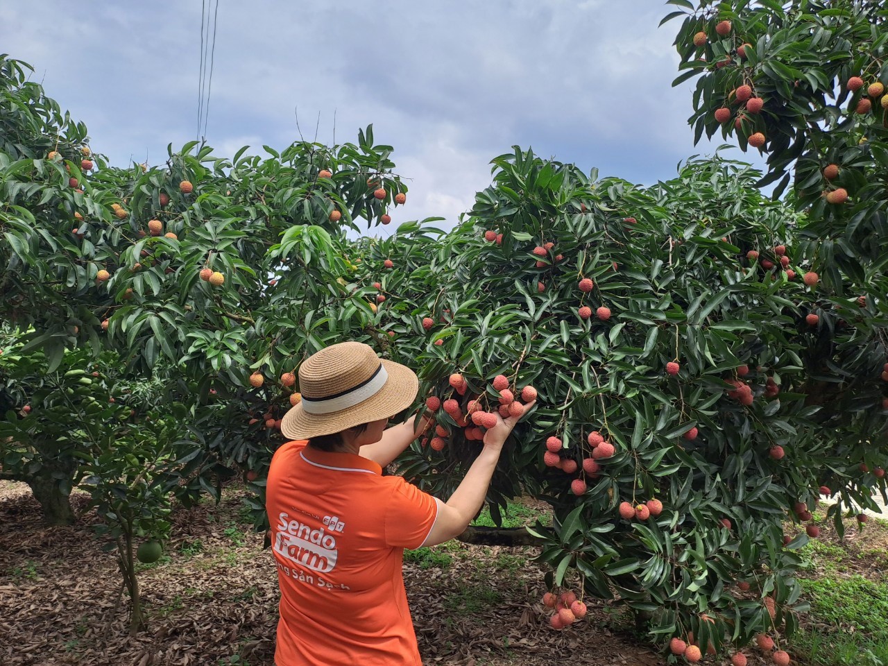 Sự "lên ngôi" của văn hoá đi chợ mới thảnh thơi và hiện đại