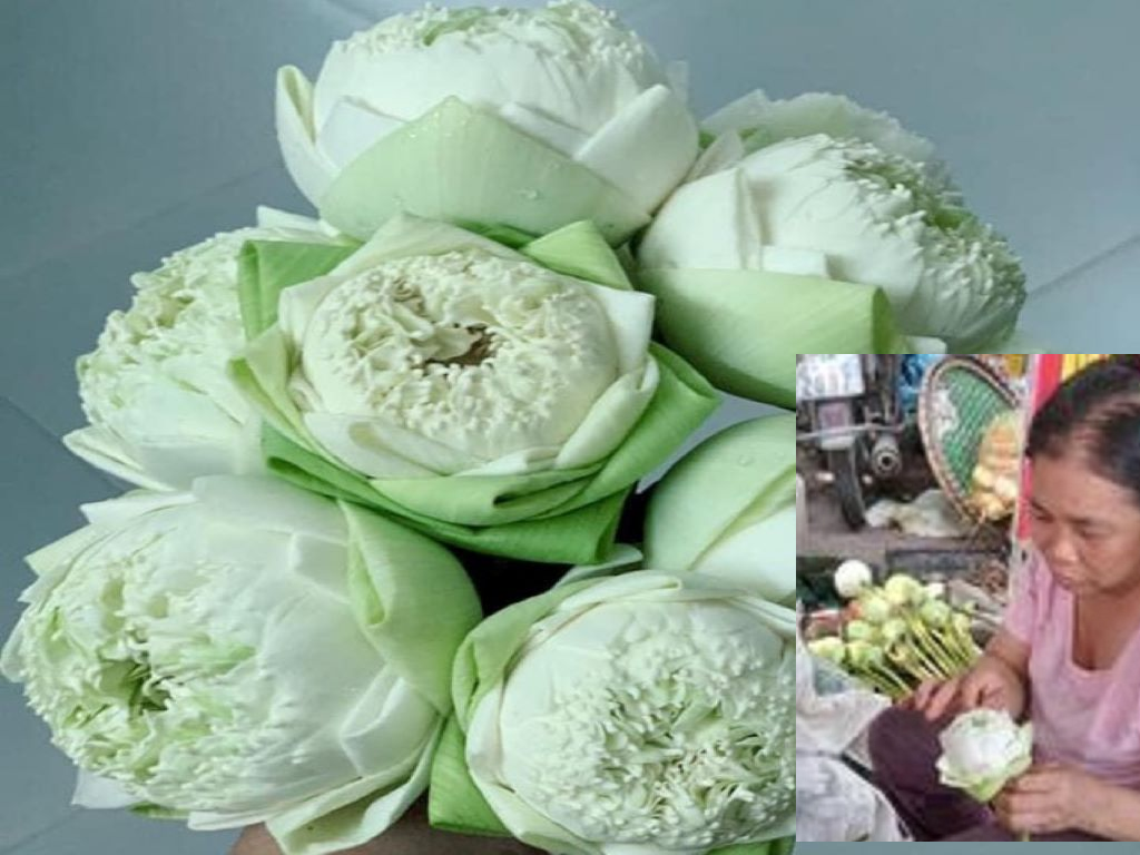 Hoa sen Quan Âm vào vụ gây 'sốt xình xịch', bí quyết cực kỳ dễ để cắm ...