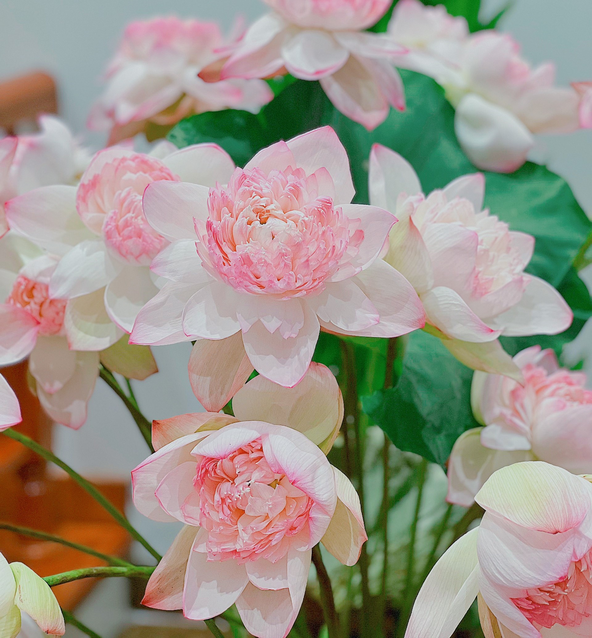 Loại hoa sen đặc biệt khiến những người yêu sen càng thêm thích thú, dù ...