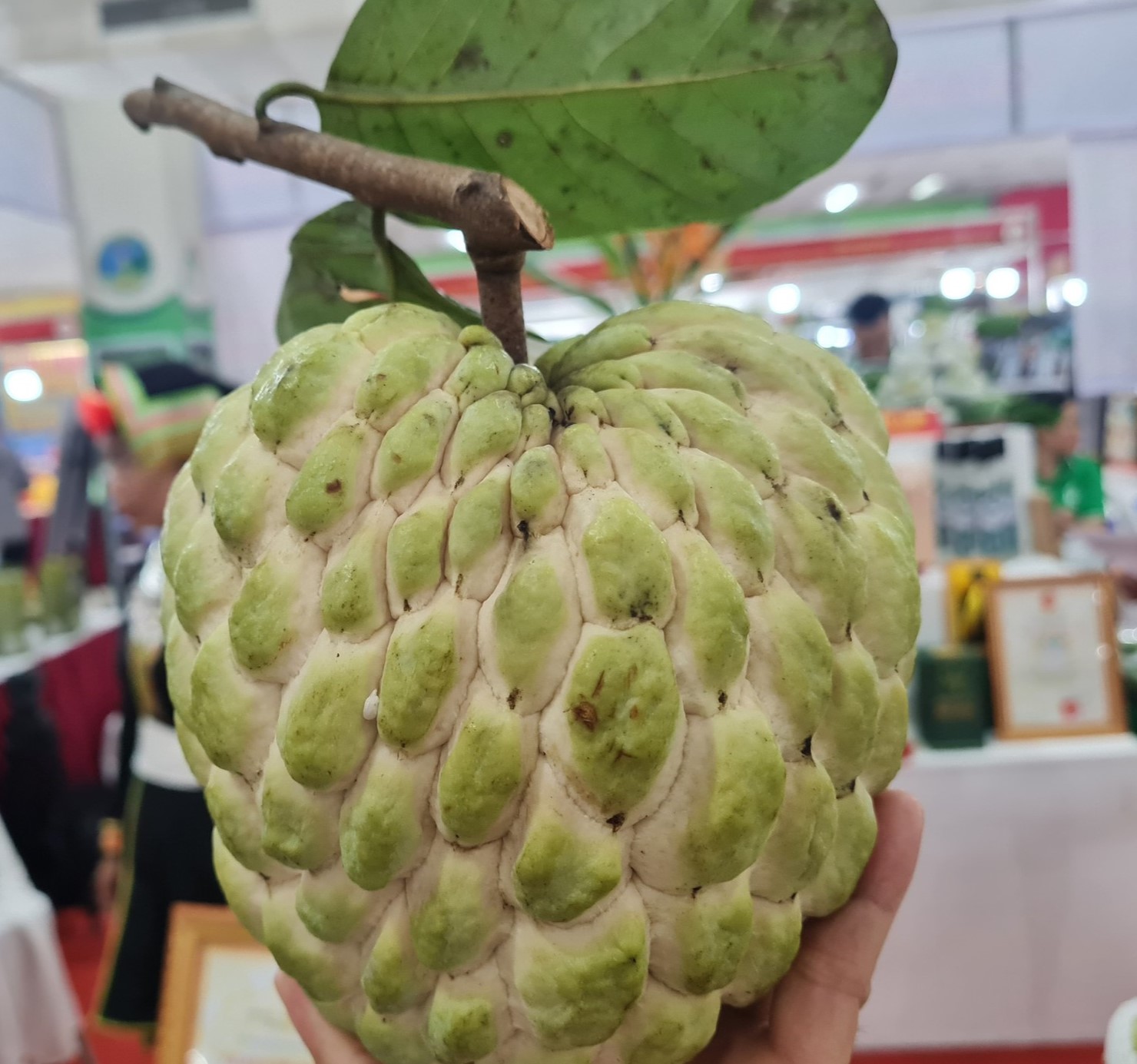 Những quả na “siêu to” nặng tới 1kg mỗi quả thu hút người tiêu dùng Hà Nội