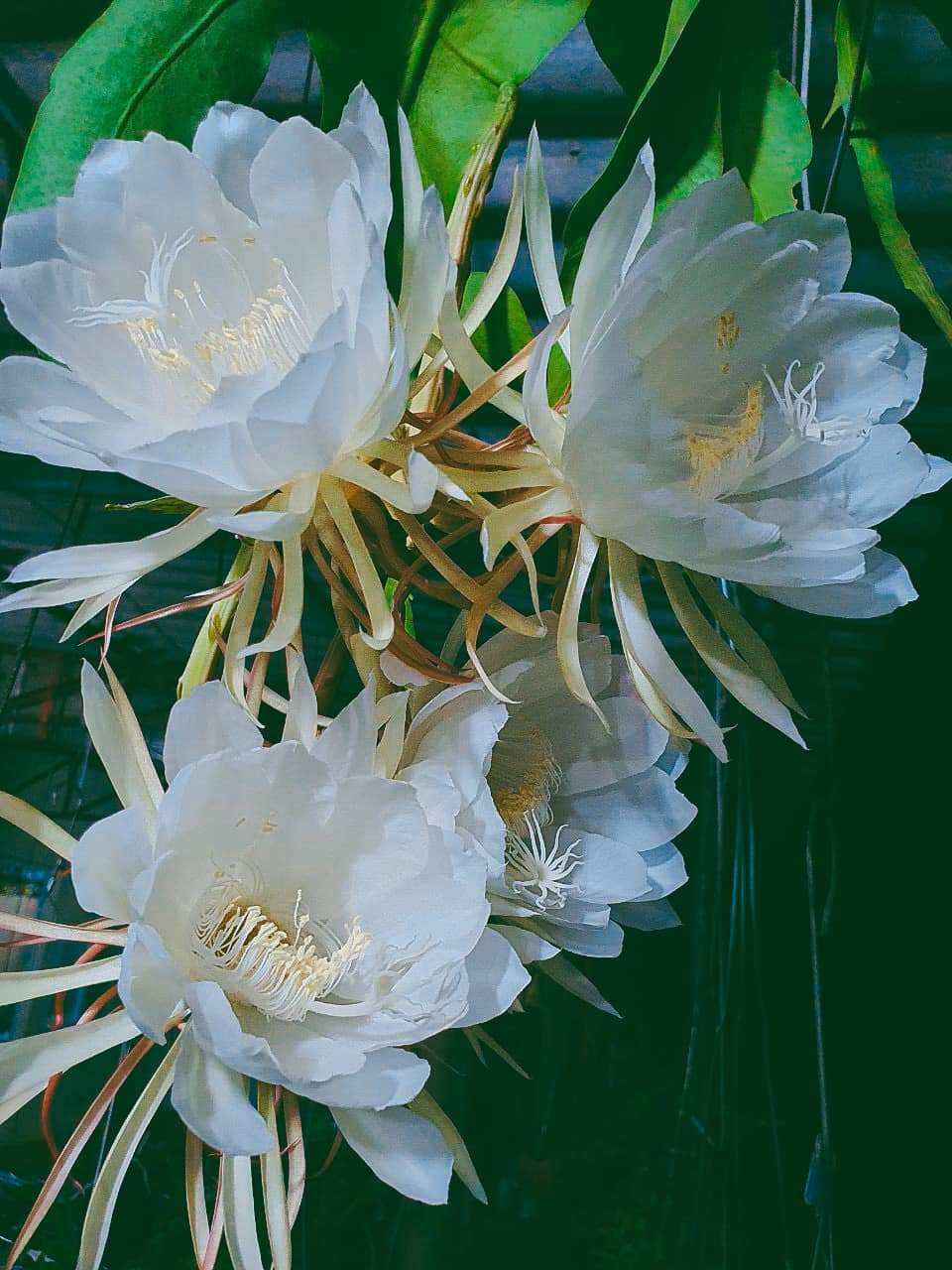 Loài hoa nở về đêm không chỉ thơm mà chế biến cách này vừa ngon vừa bổ phổi