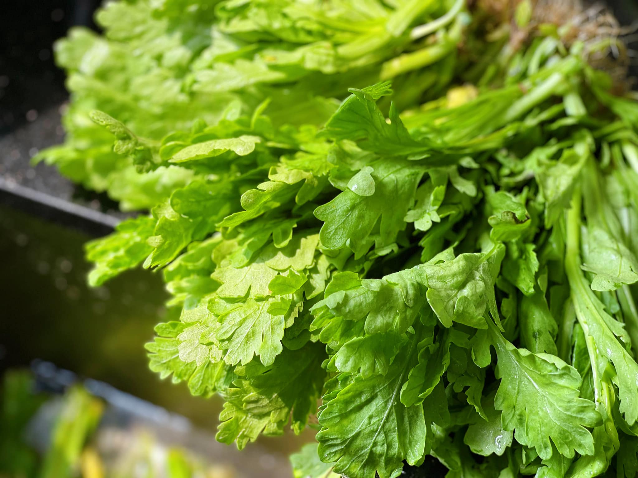 Las hojas de crisantemo están en su mejor momento durante la temporada ...