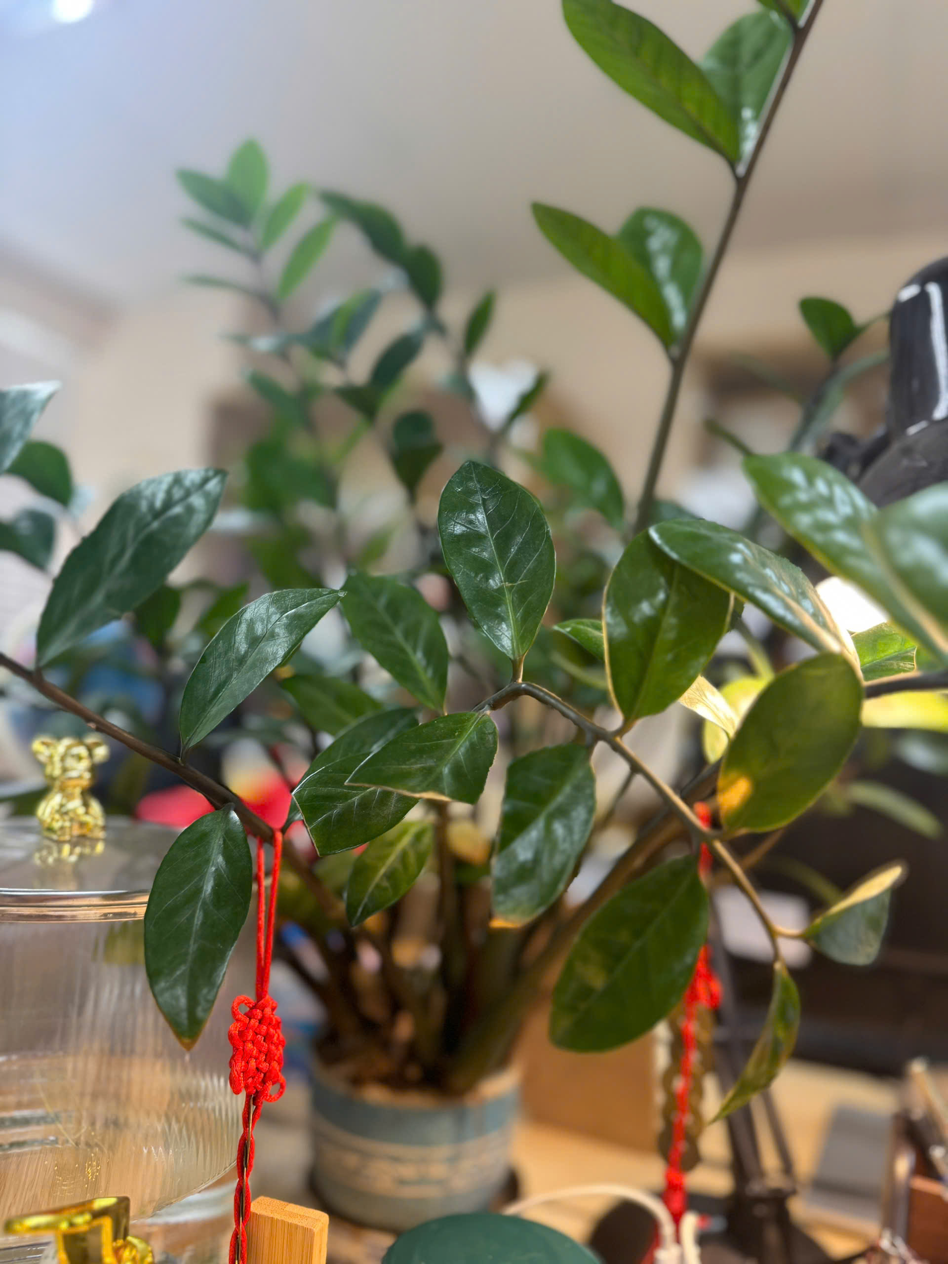 Top 5 types of ornamental plants for the ancestral altar that bring ...