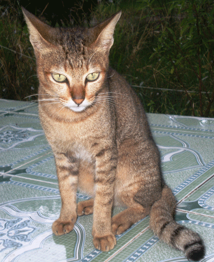 Ly kỳ chuyện thợ săn khét tiếng bỏ nghề vì mèo rừng