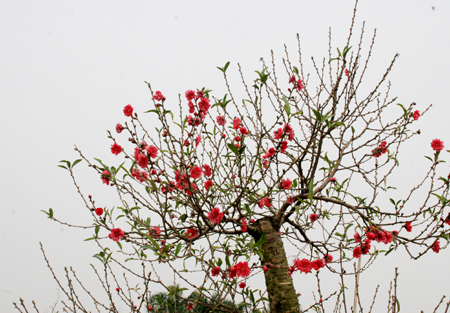 Cách chọn cành đào Tết dáng đẹp