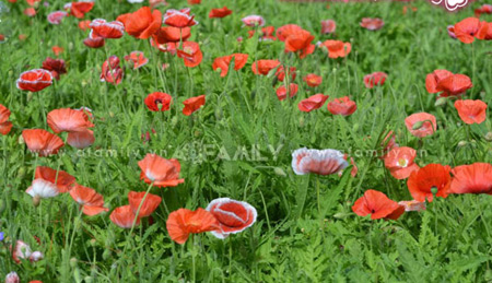 Tuyệt đẹp sắc hoa Đà Lạt ven đường