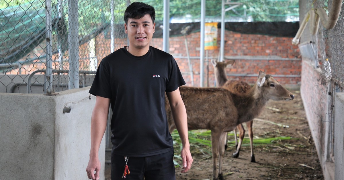 Bỏ việc lương cao, chàng trai về quê nuôi hươu thu 600 triệu đồng mỗi năm