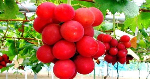Nho khủng Ruby Roman đắt nhất thế giới giá 243 triệu đồng