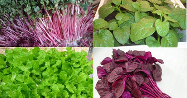 Tự trồng 5 loại rau mùa hè vừa dễ vừa mau thu hoạch