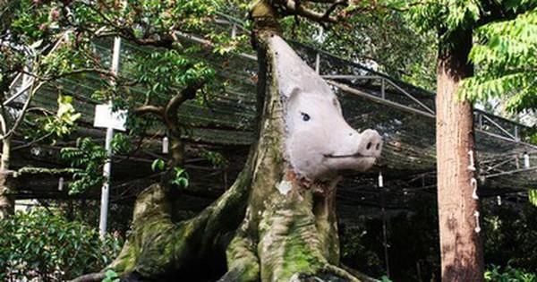 Độc đáo khế đắp mặt heo bán 500 triệu đồng ở Sài Gòn