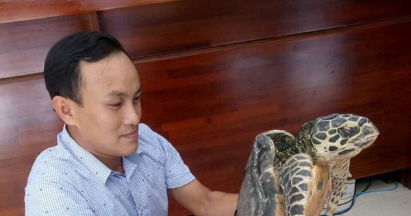 Tắm biển Đồ Sơn, du khách bắt được loại đồi mồi quý hiếm nặng 14,5kg