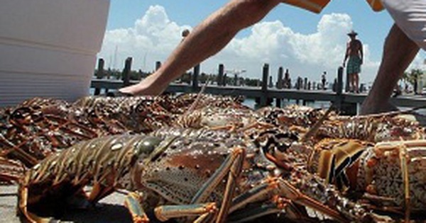 Nếu biết trước đây tôm hùm rẻ rúng đến thế nào, bạn sẽ phải bất ngờ