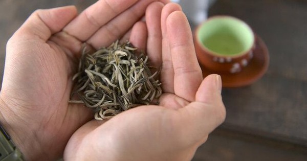 20 triệu đồng/kg, chè thu hoạch từ cây cổ thụ có gì đặc biệt?