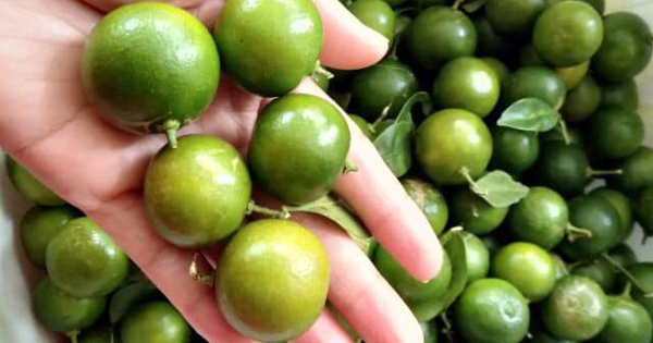 Quả quất rất nhiều công dụng nhưng chỉ nên ăn khi có đặc điểm này, nếu ...