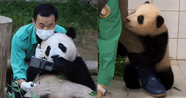 'Đỉnh lưu Pandabiz' Fubao: 'Công chúa nhà tài phiệt' kiếm tiền khủng cỡ ...