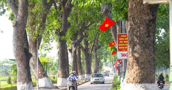 Vẻ đẹp hàng cây xà cừ cổ thụ hơn nửa thế kỷ trên quê hương Bác Hồ