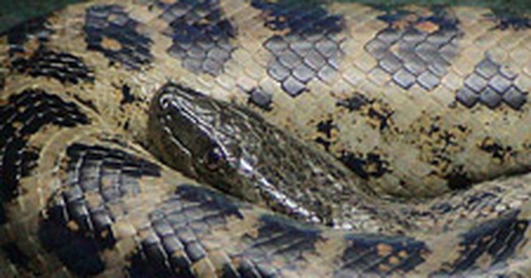 Rắn khổng lồ không phải là huyền thoại