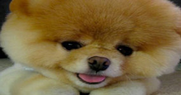 Ảnh độc về chú chó Boo tuyệt đẹp