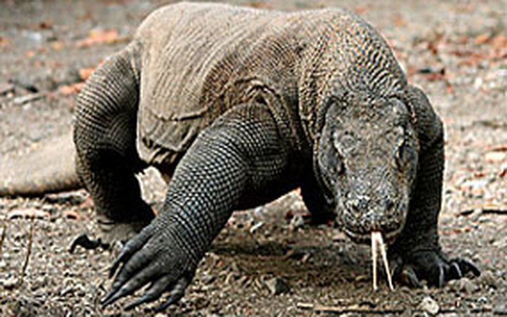 Khám phá rồng ăn thịt và thuận lợi cho việc nuôi rồng